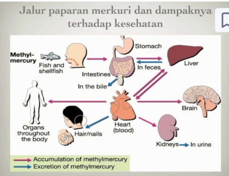 IKAN Dengan MERKURI Tinggi, Minamata Disease - ForSains